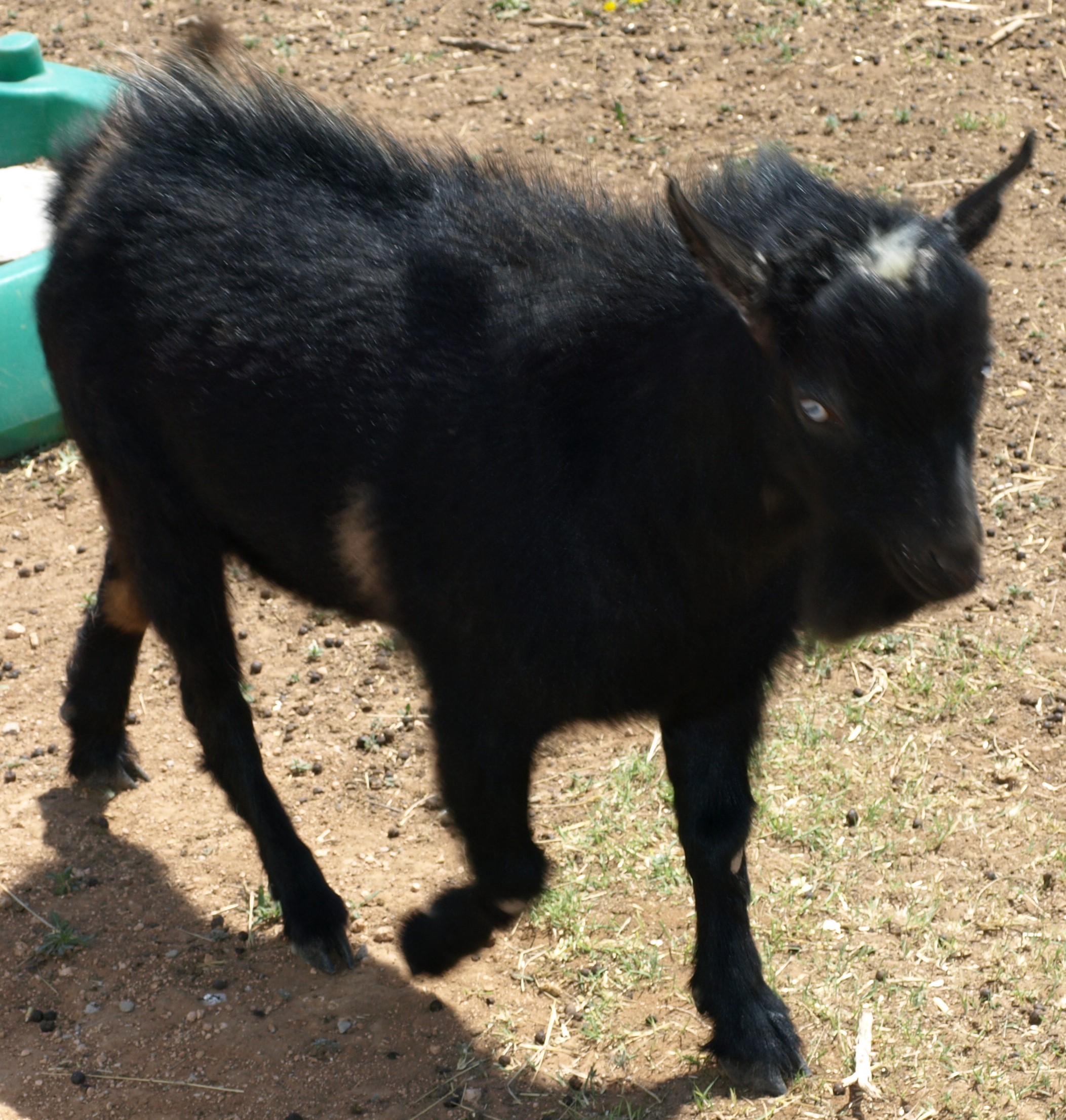 Keep Pressing On Homestead